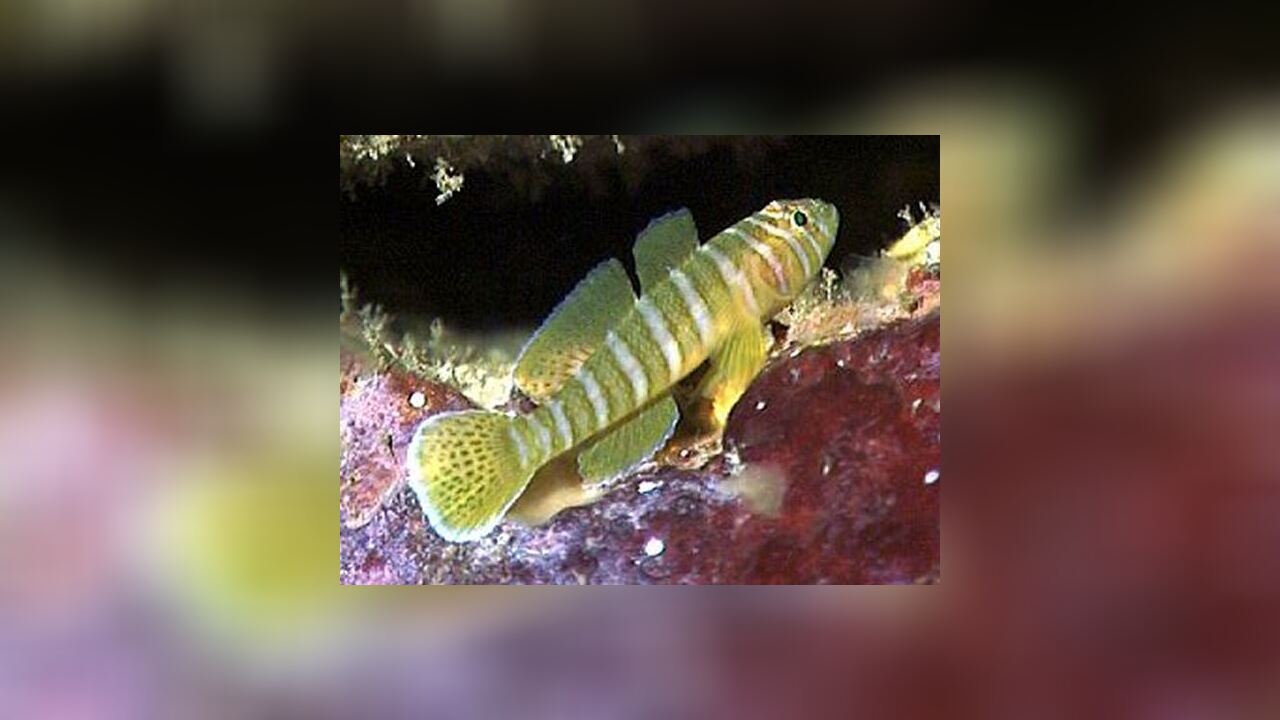 Priolepis cincta Girdled goby
