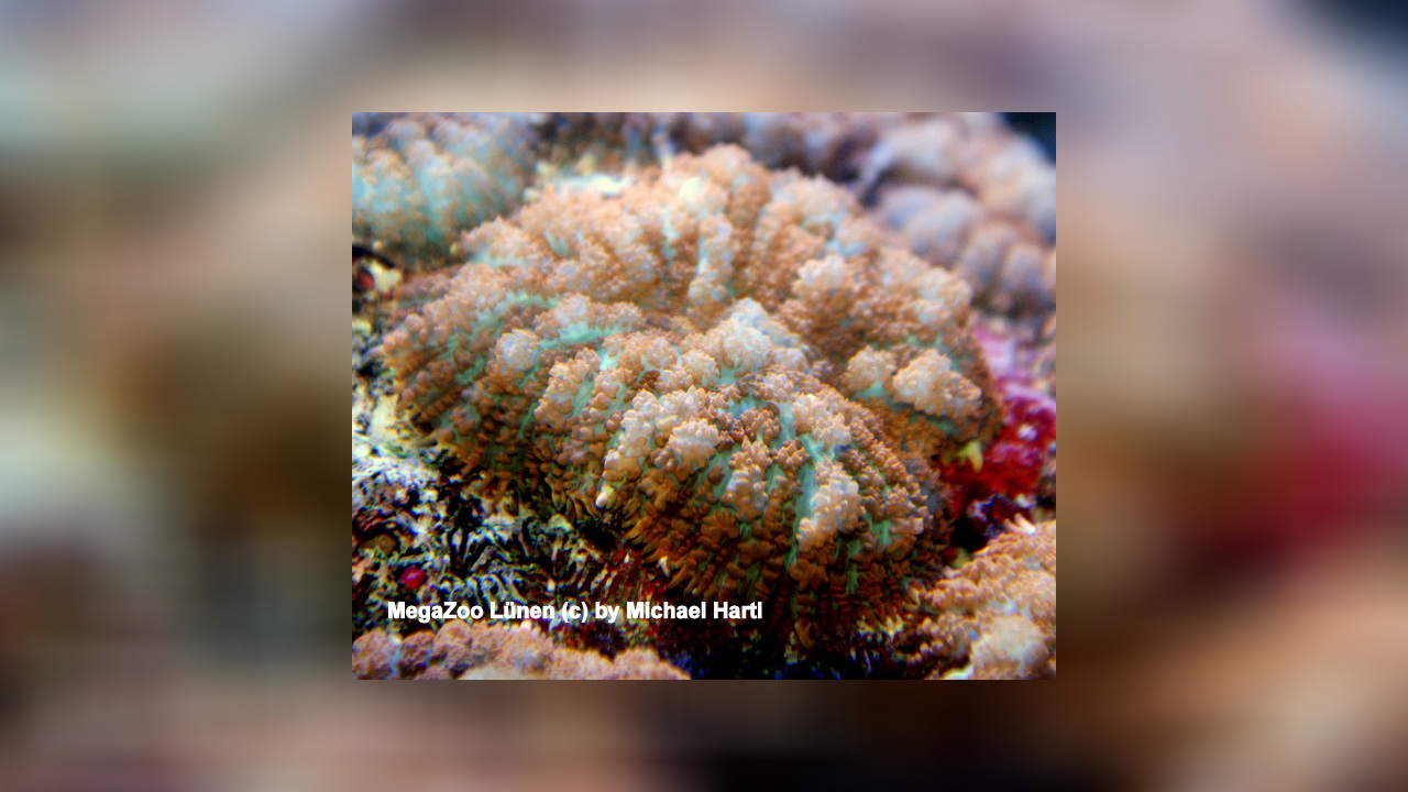 Rhodactis sp. 14 Mushroom