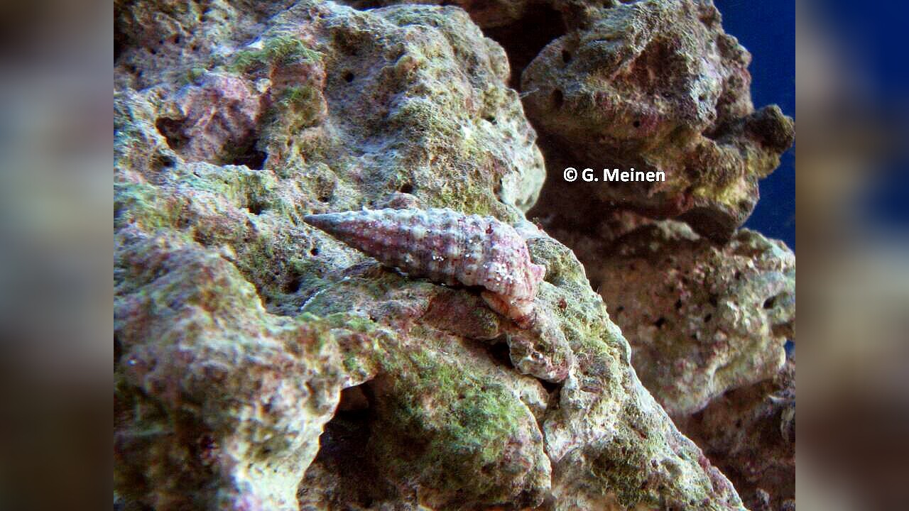 Cerithium atratum Snail