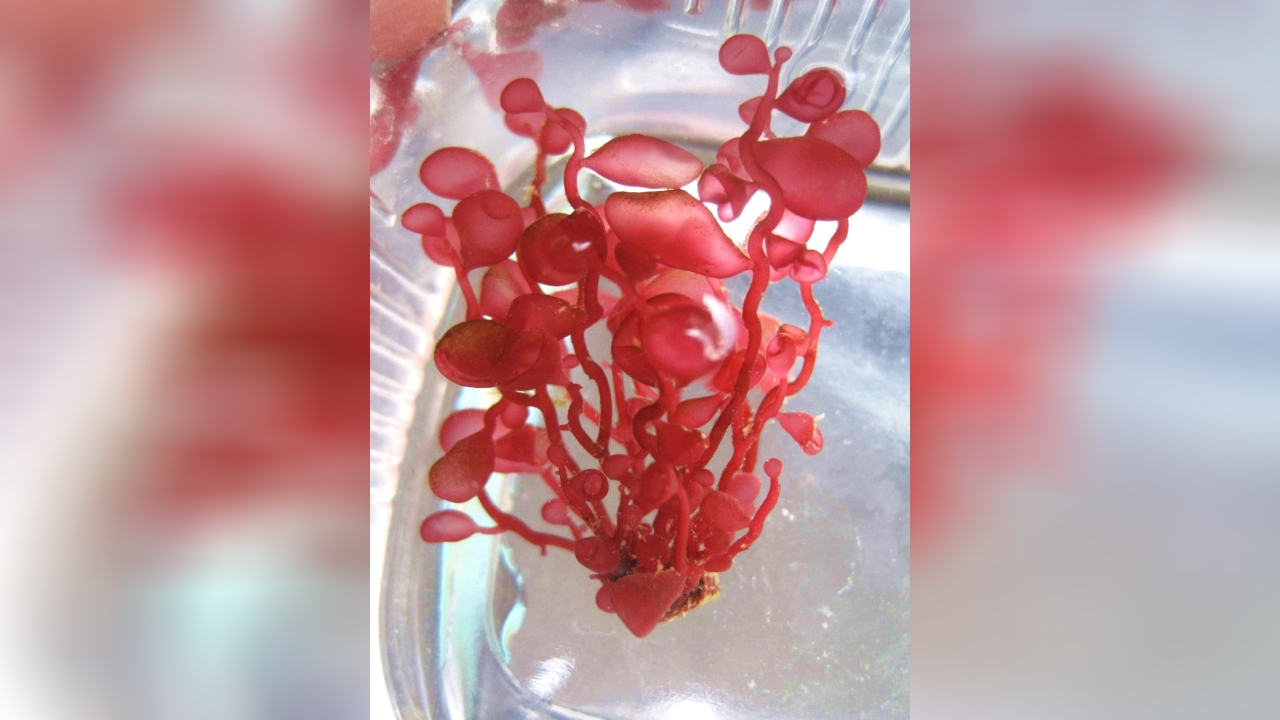 Botryocladia botryoides red grape algae