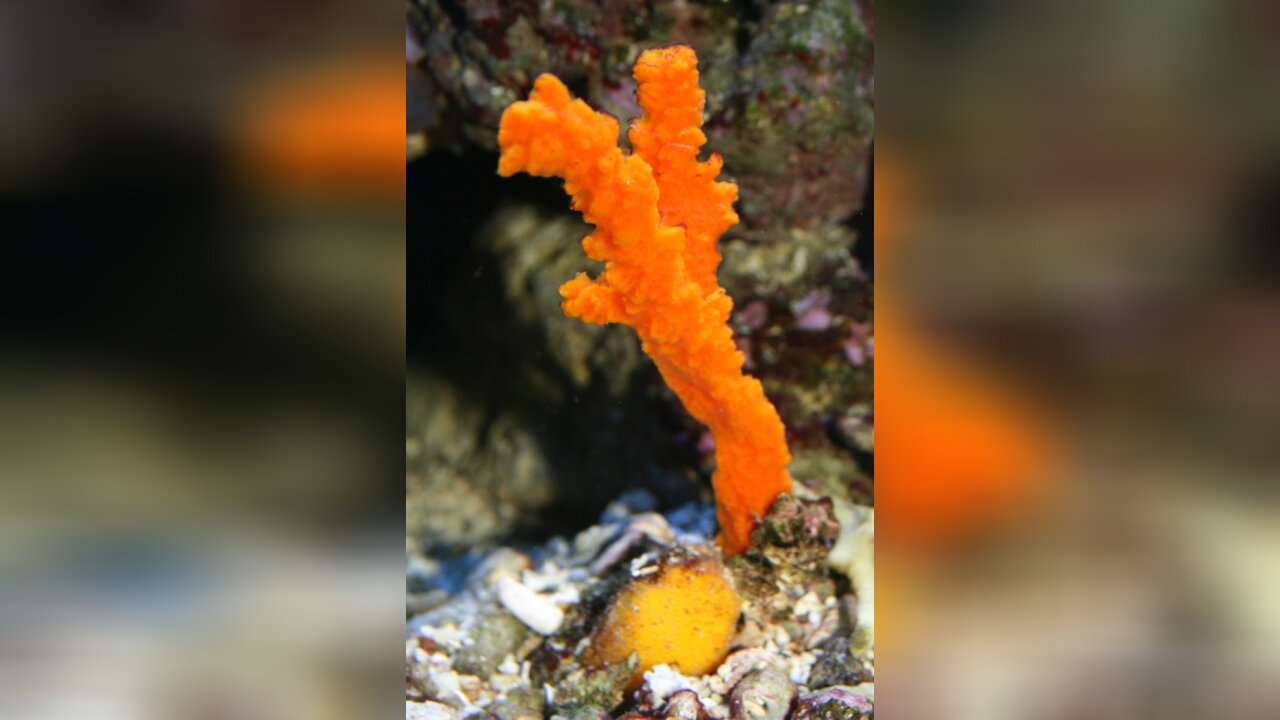 Stylissa carteri Derber Riffschwamm