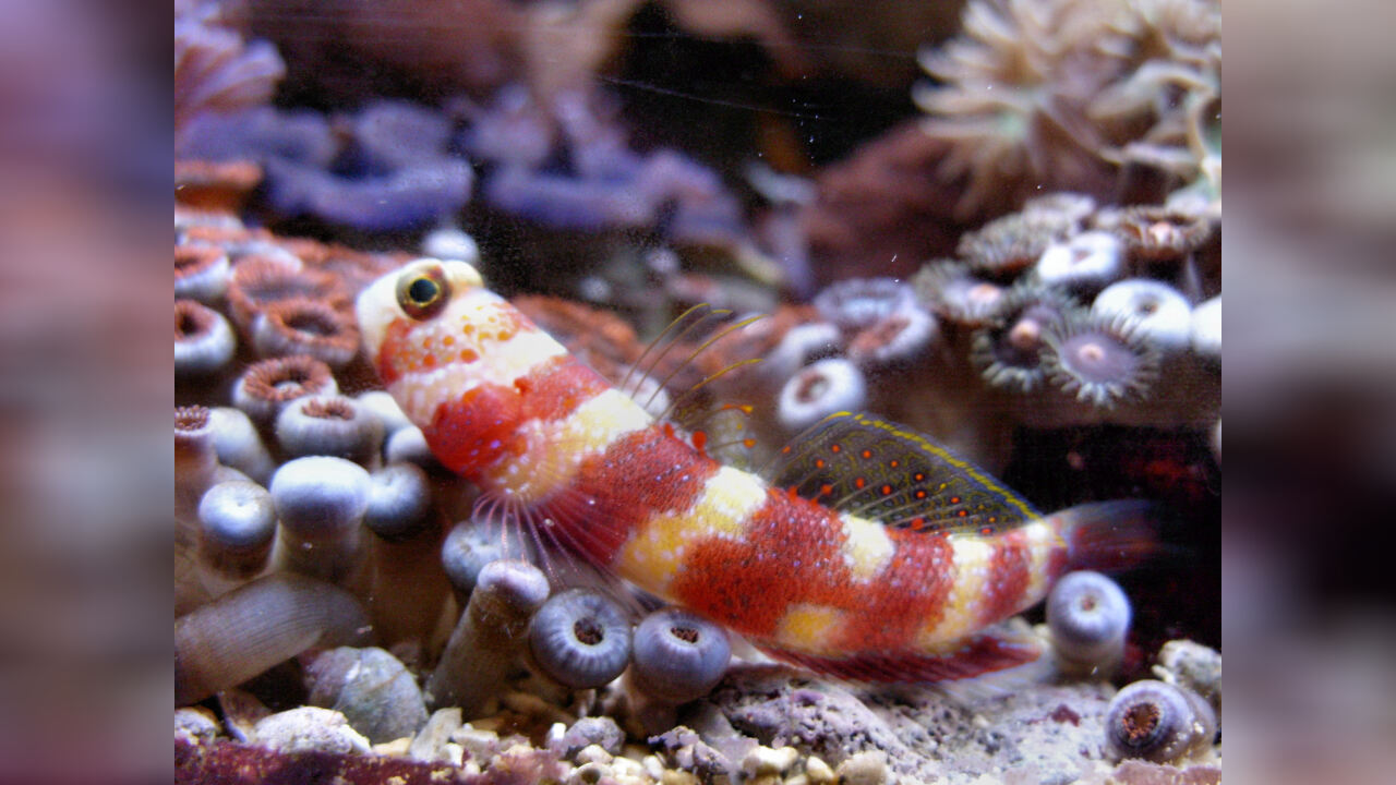 Amblyeleotris wheeleri Wheelers Grundel