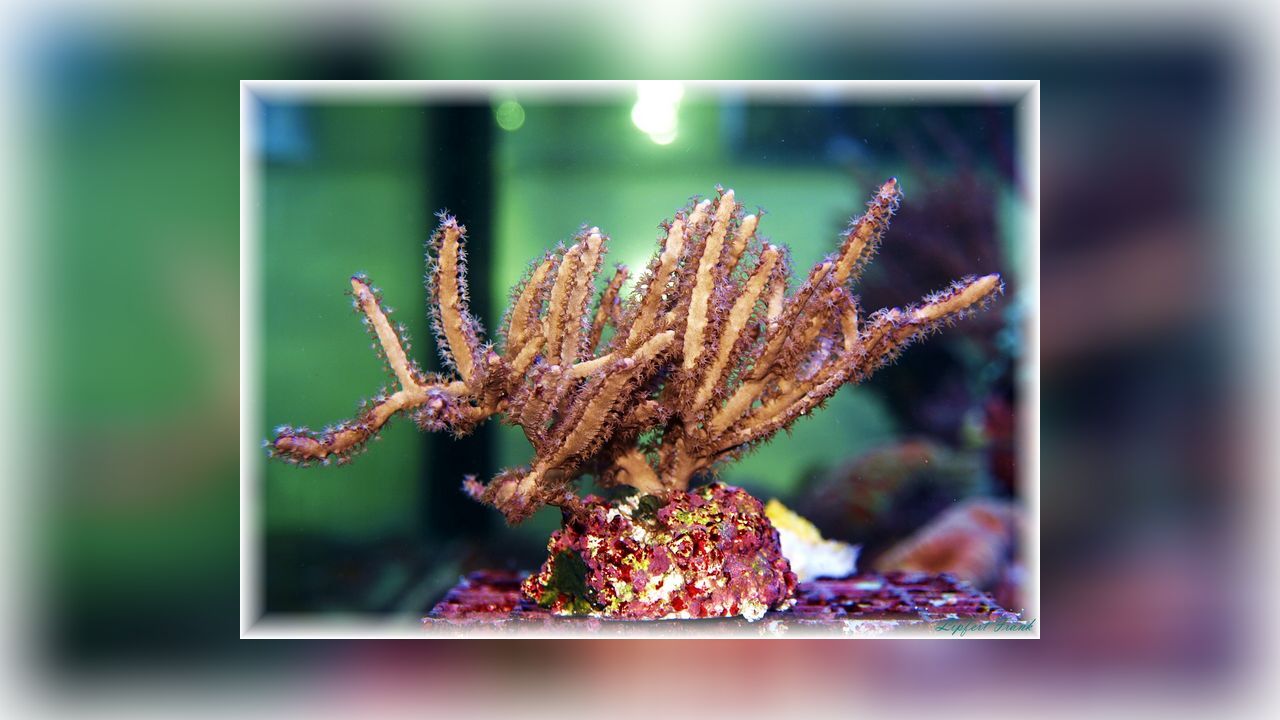 Pterogorgia citrina Gelbe Gorgonie