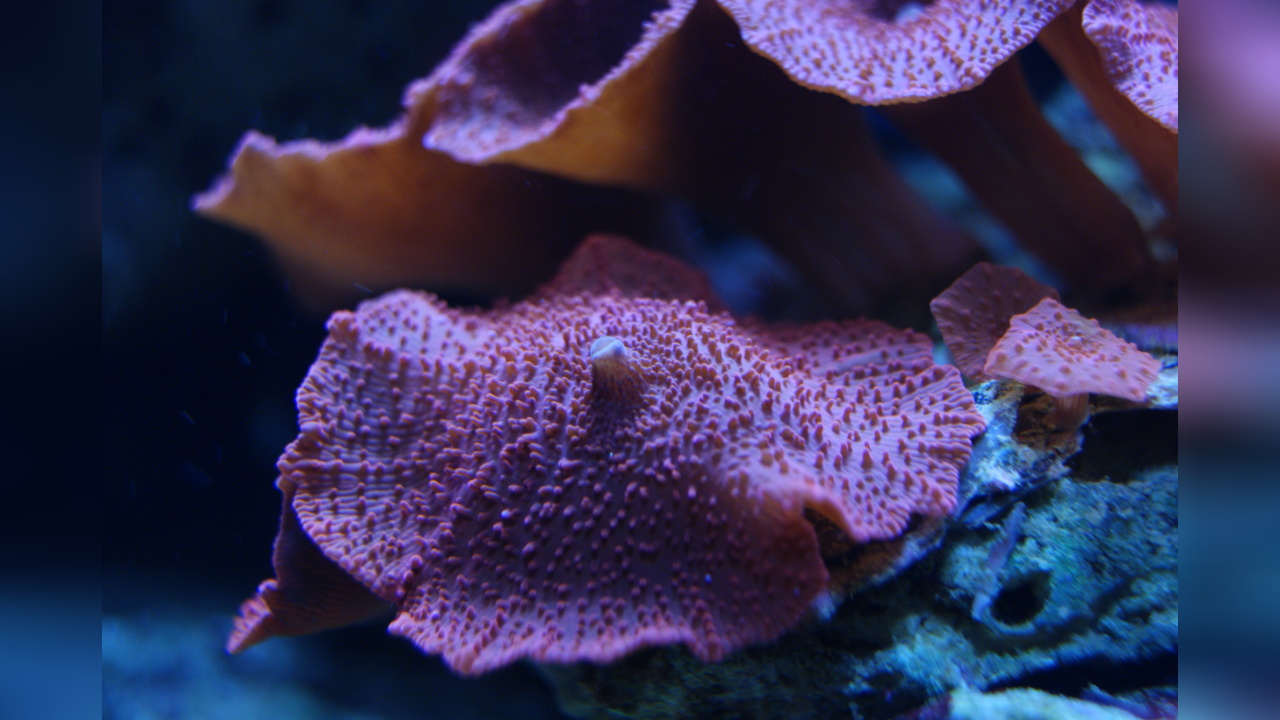 Discosoma sp. 16 Mushroom Anemones