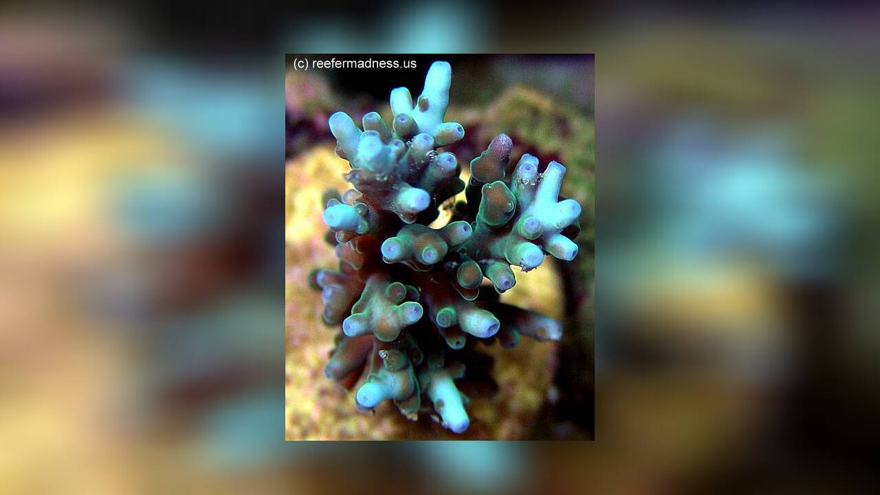 Acropora turaki Stony Coral
