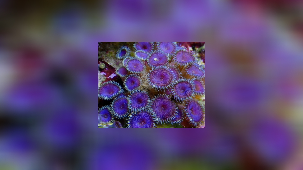 Palythoa-sp. "Purple Death" Palythoa Purple Death