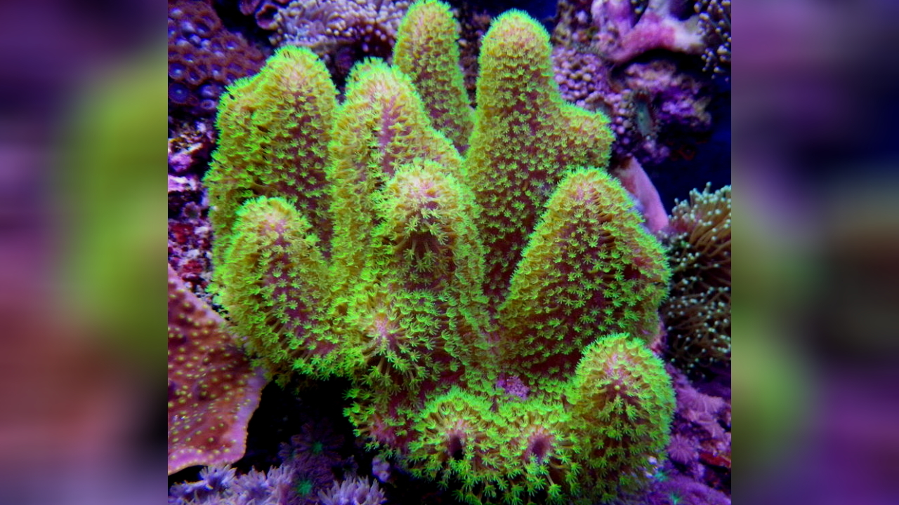 Lobophytum Sp 06 Lederkoralle Lobophytum Sp 06 Lederkoralle