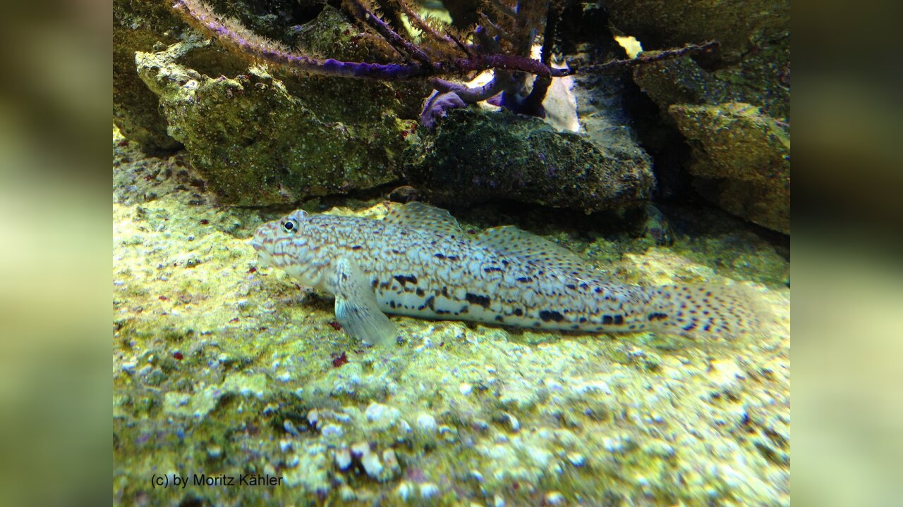Istigobius ornatus Ornate goby