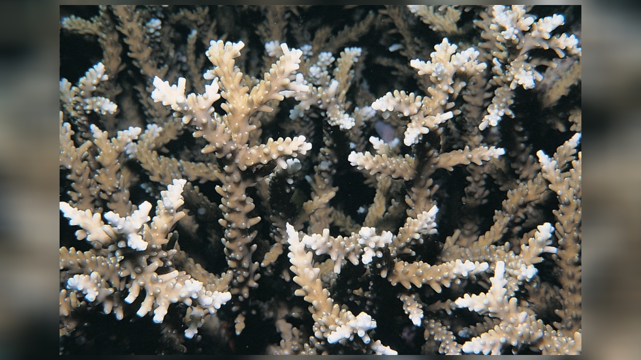 Acropora microphthalma Small Staghorn species