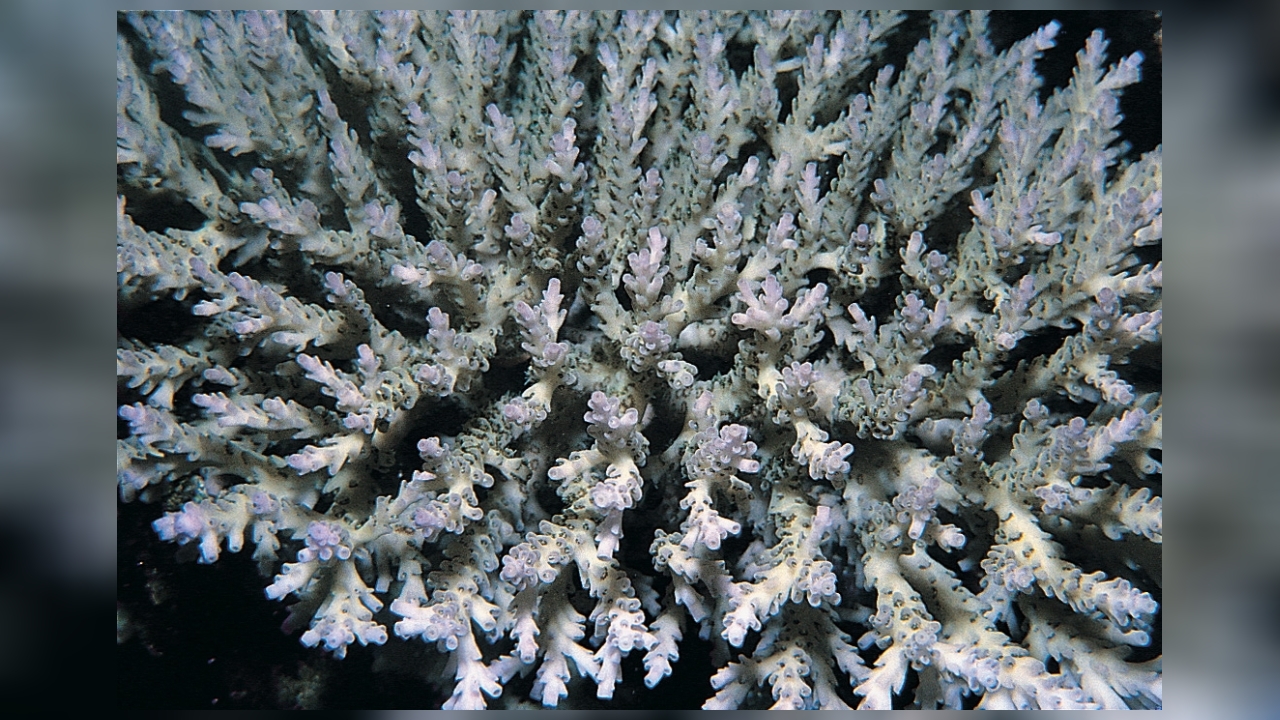 Acropora selago Acropora selago