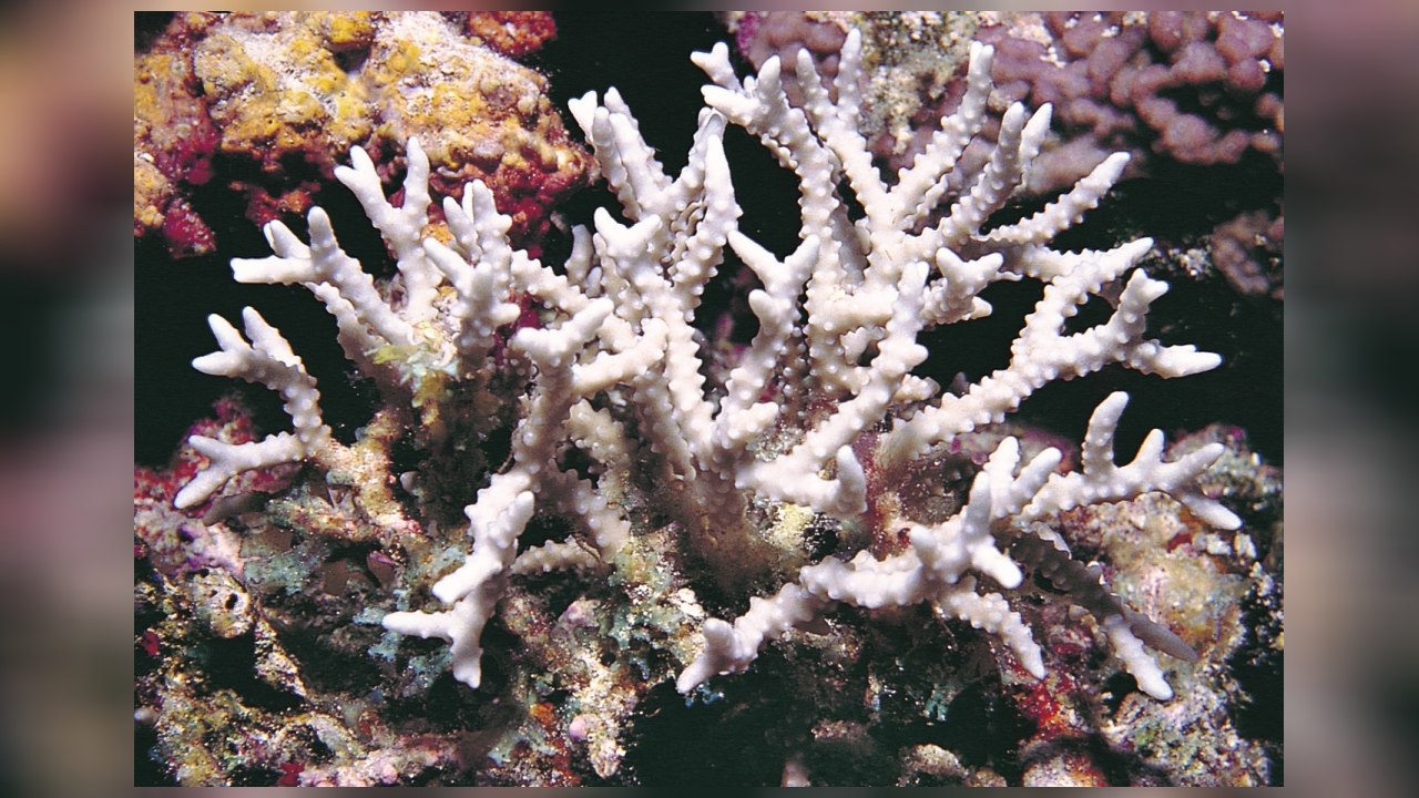 Anacropora forbesi Anacropora forbesi