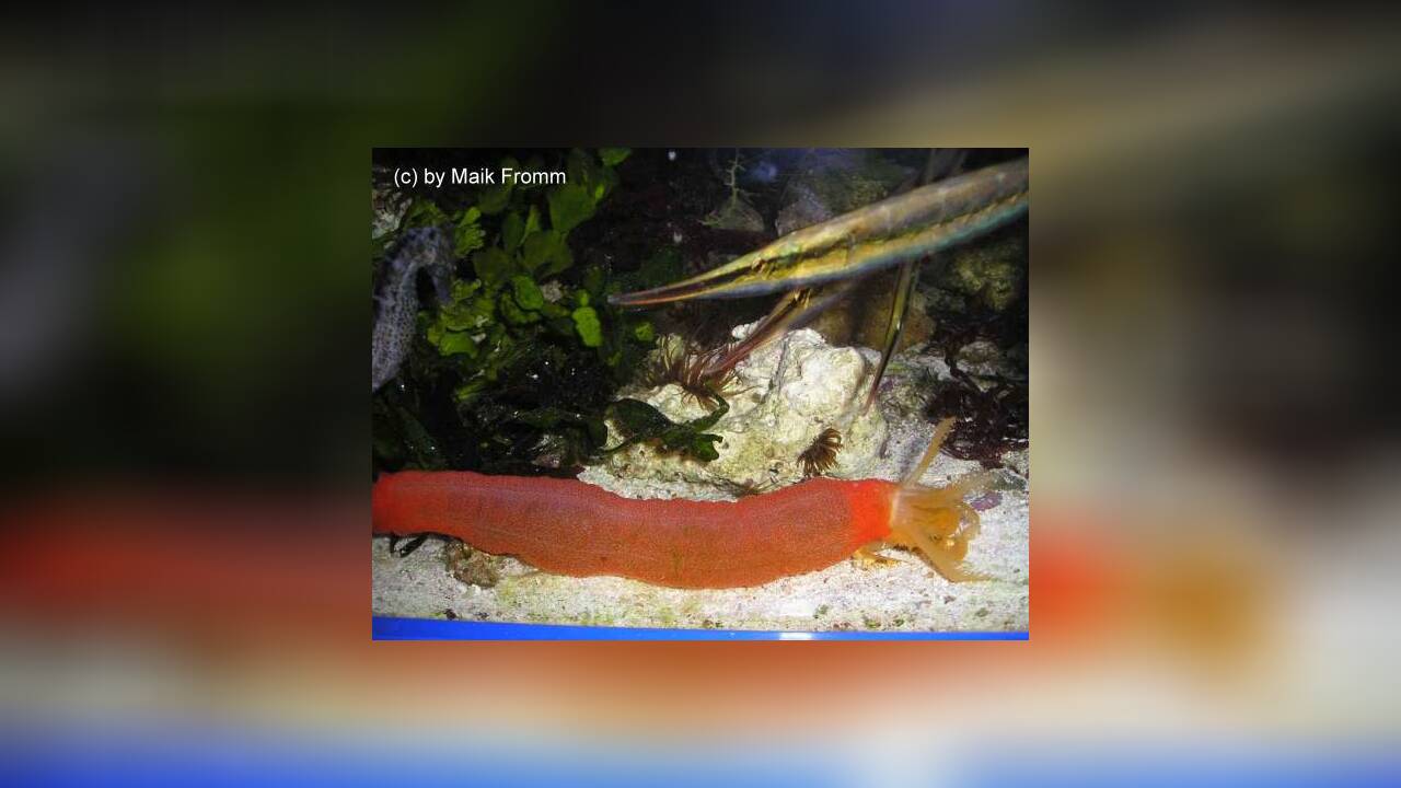 Opheodesoma australiensis ticky snake sea cucumber