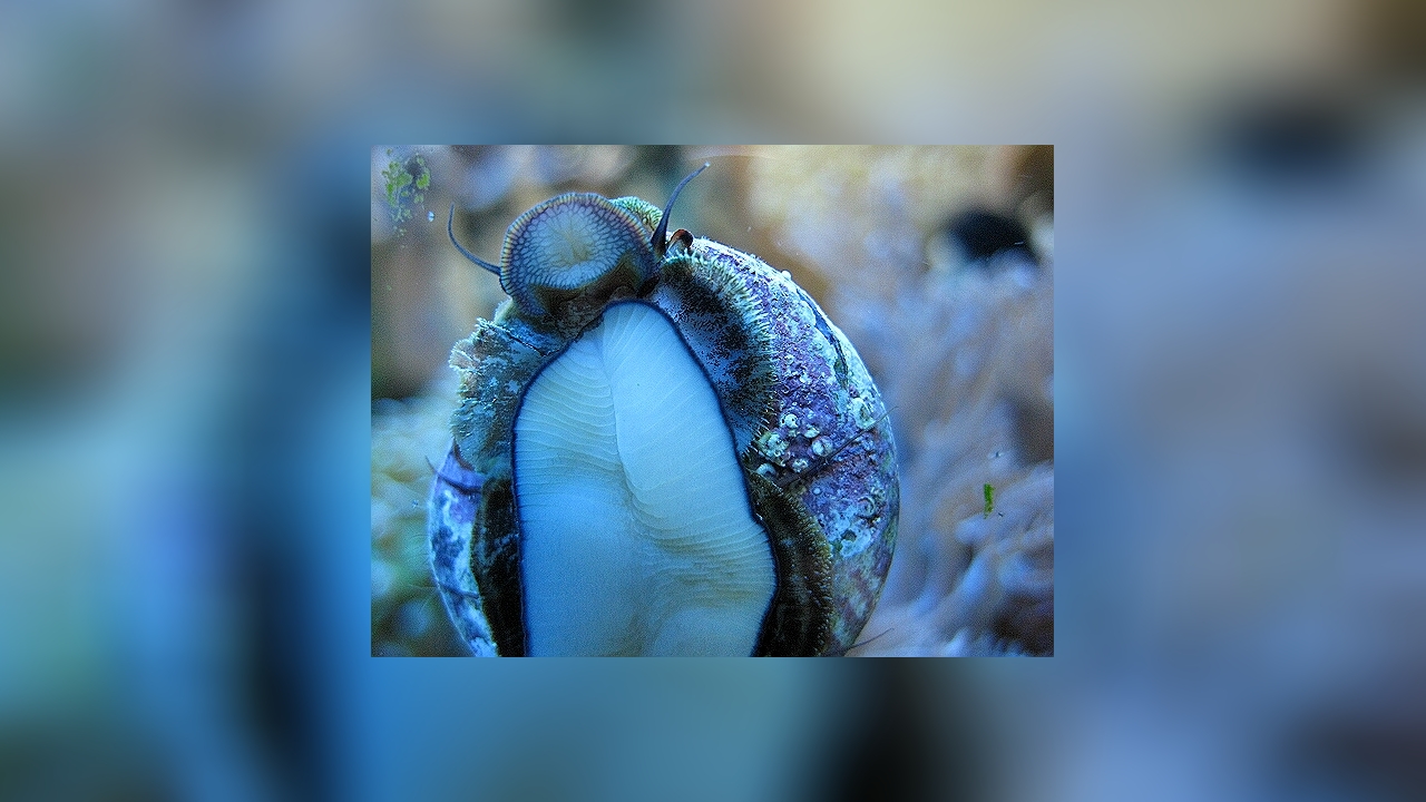 Trochus sp.01 Turbo Schnecke