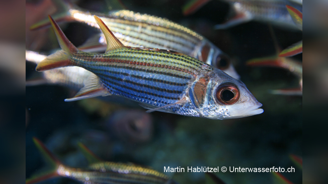 Neoniphon argenteus Silberflossen-Husarenfisch