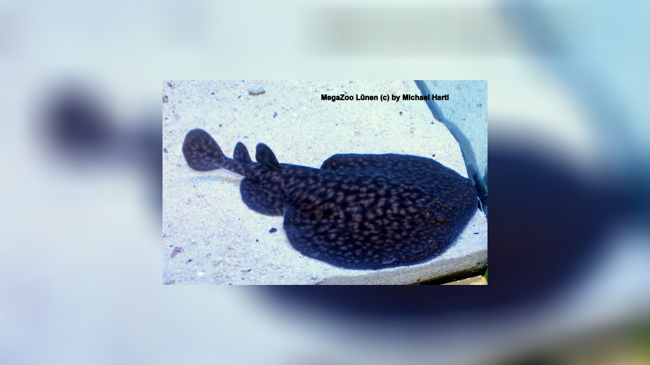 Torpedo fuscomaculata Black-spotted torpedo