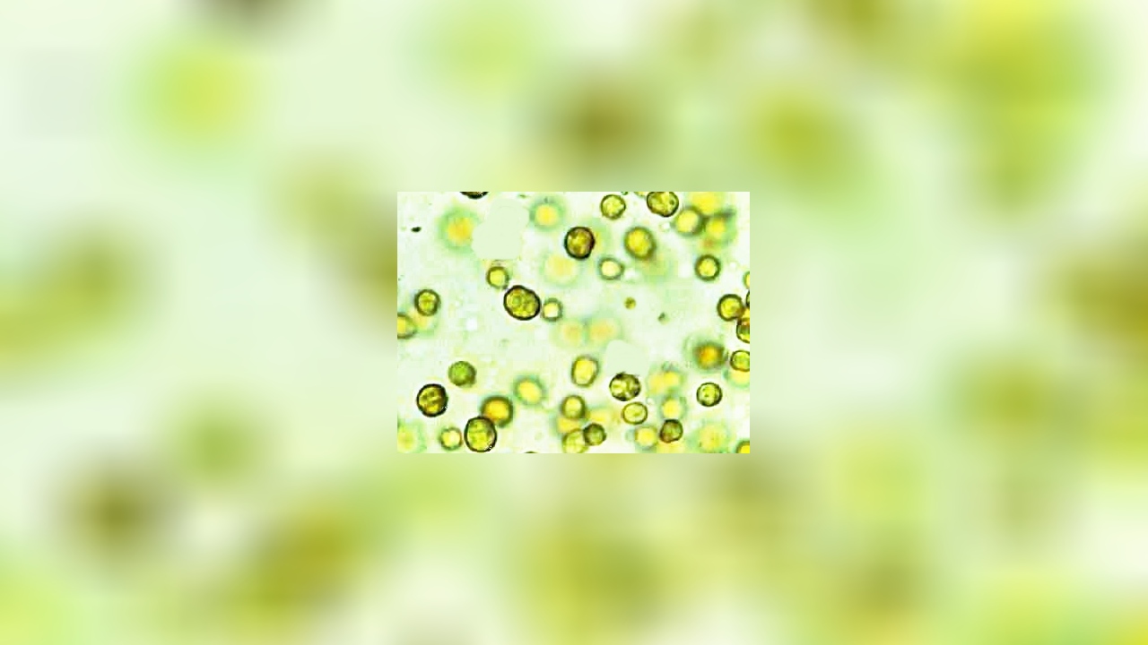 Symbiodinium sp.01 Zooxanthellen