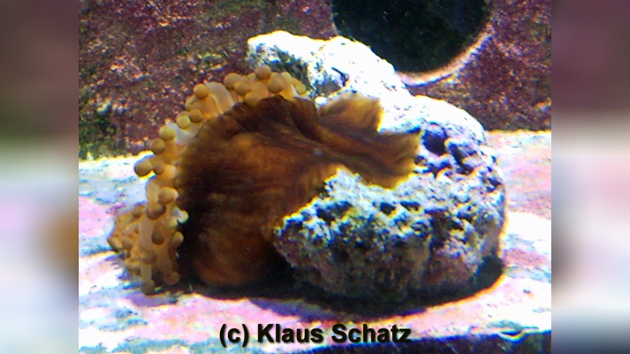 Paracorynactis hoplites Paracorynactis hoplites