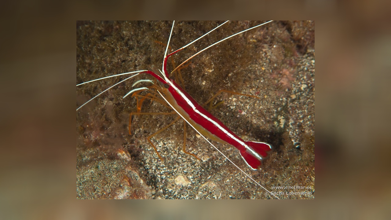 Lysmata grabhami redbacked cleaner shrimp, Scarlet Striped Cleaner Shrimp