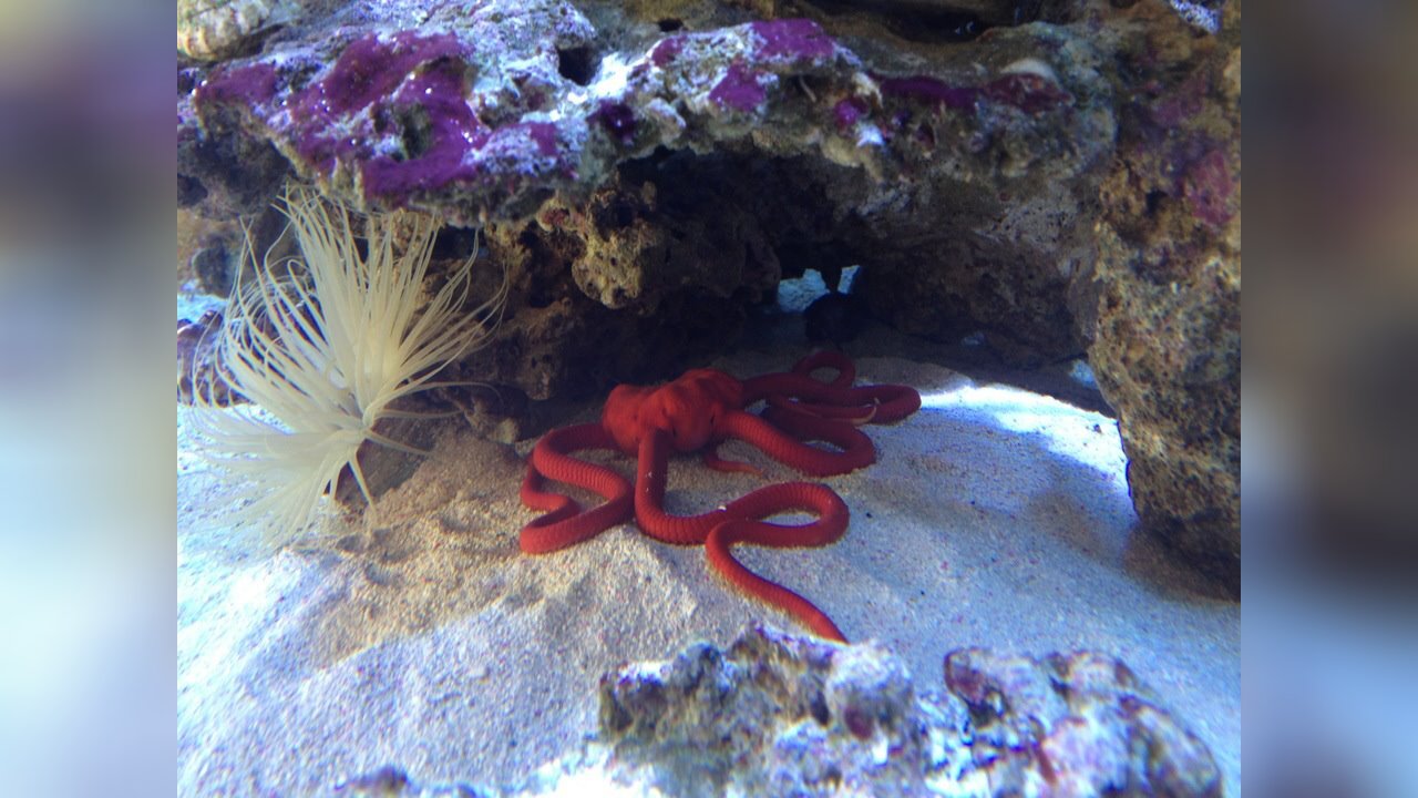 Ophioderma squamosissimum Red Serpent Star
