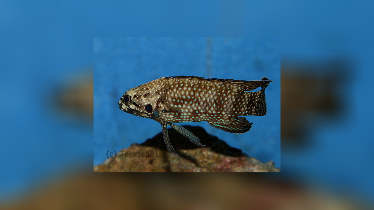 Plesiops corallicola Bluegill longfin