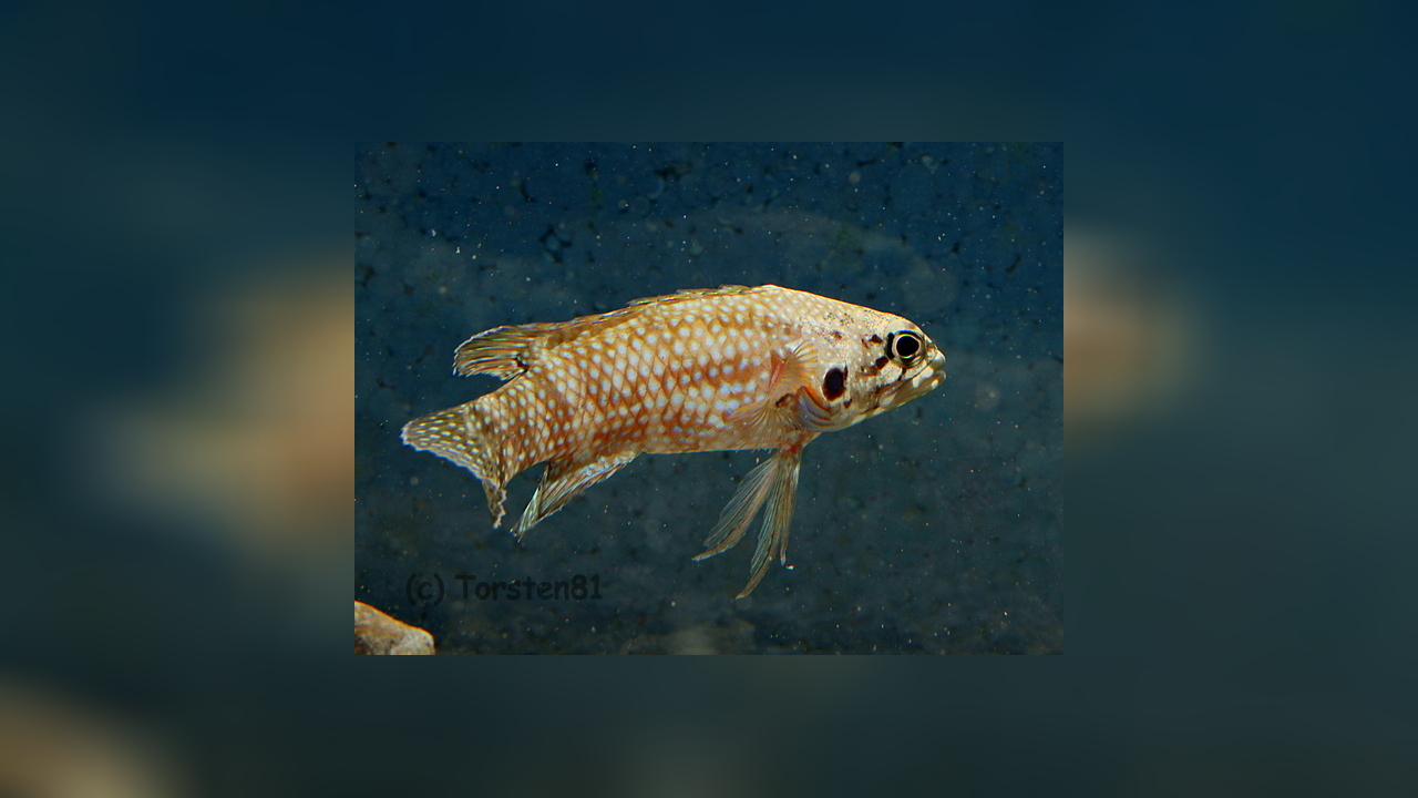 Plesiops corallicola Blaukiemen-Mirakelbarsch