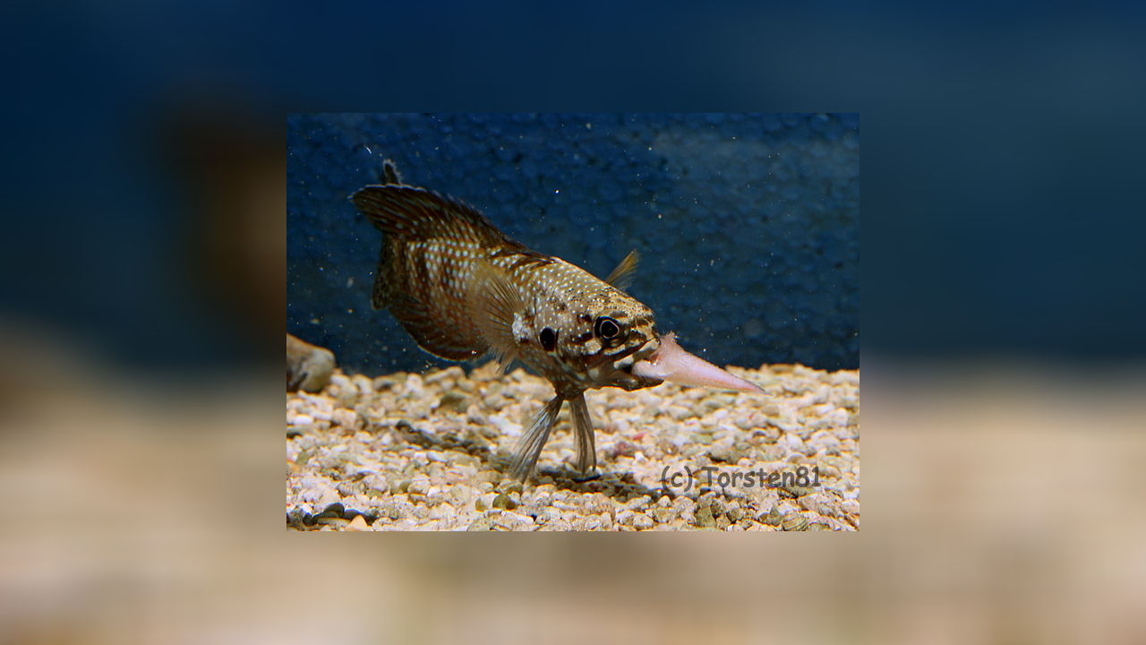 Plesiops corallicola Blaukiemen-Mirakelbarsch