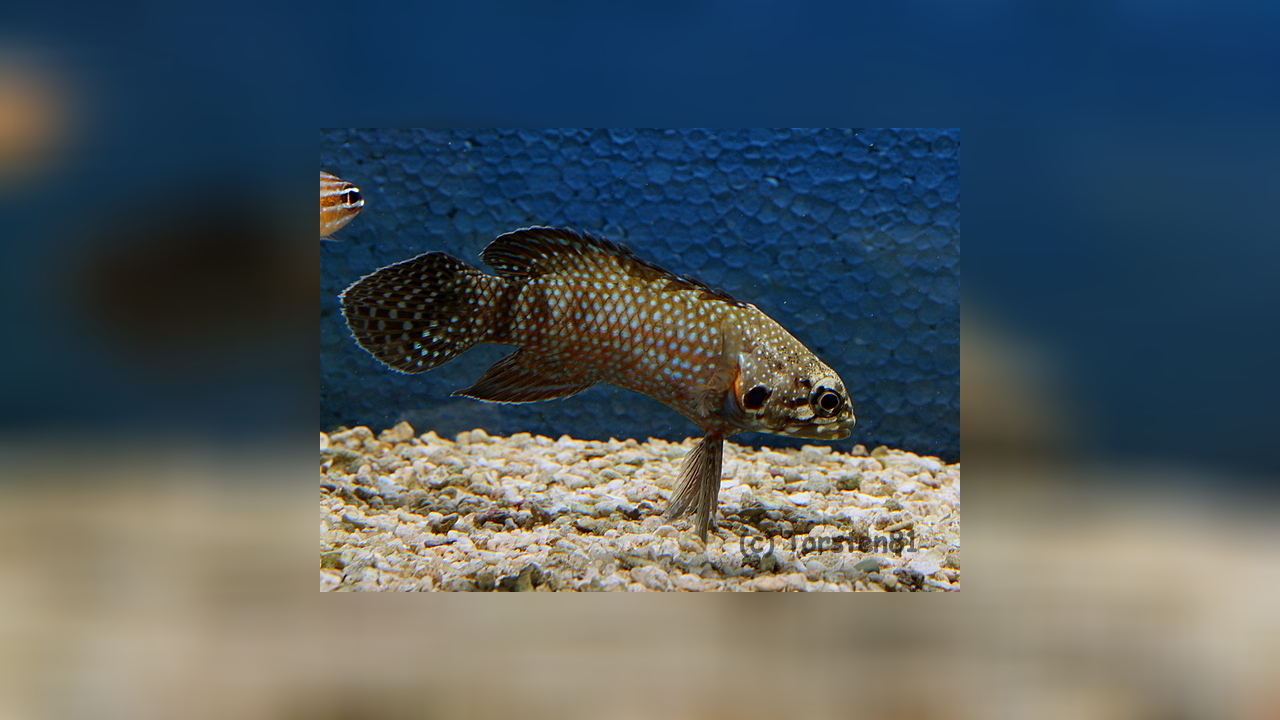 Plesiops corallicola Blaukiemen-Mirakelbarsch