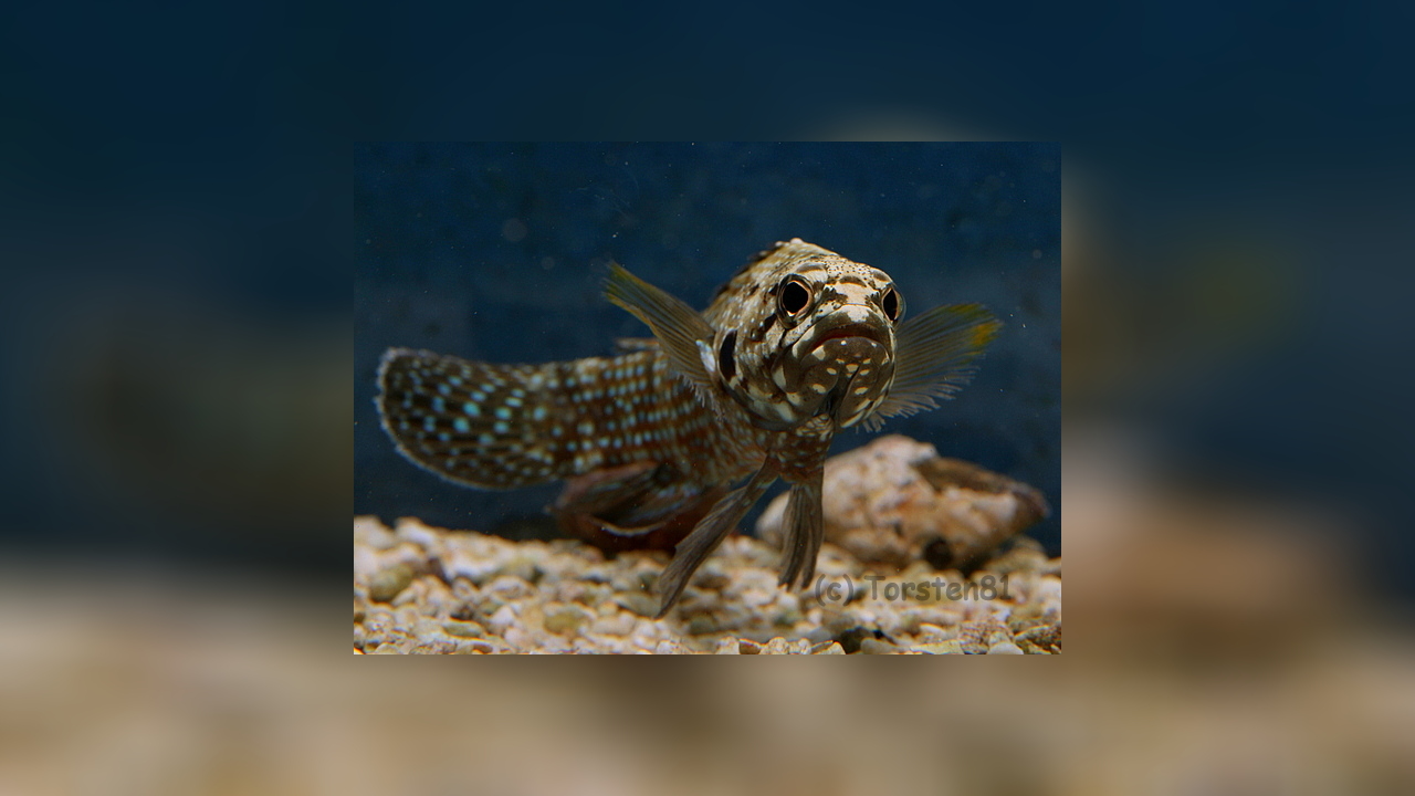 Plesiops corallicola Blaukiemen-Mirakelbarsch