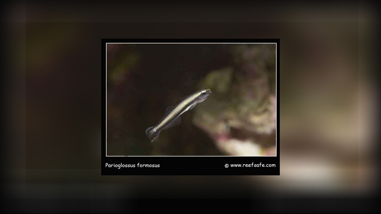 Parioglossus formosus Beautiful hover goby