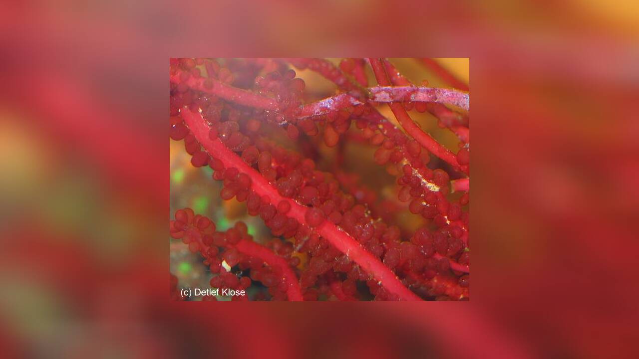Botryocladia leptopoda Algae