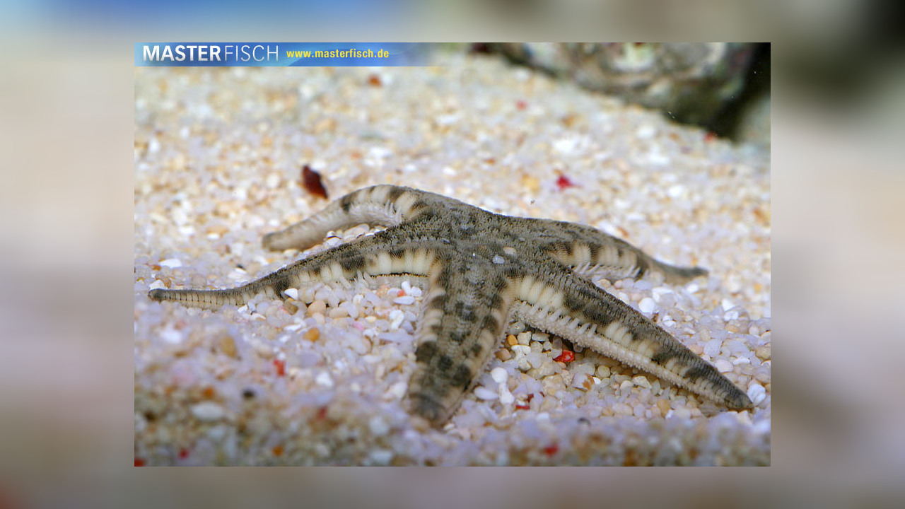 Archaster angulatus Grabender Seestern