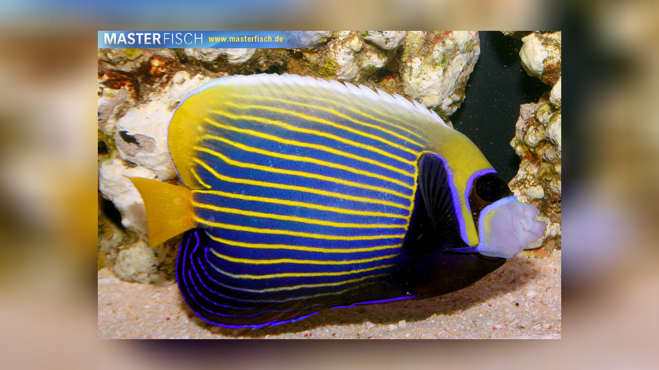 Pomacanthus imperator - Imperator-Kaiserfisch. Foto von Pomacanthus ...