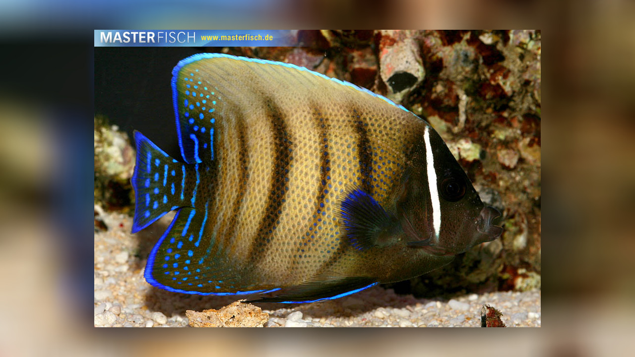 Pomacanthus sexstriatus Bluestone kambingan, Sixband Angelfish, Six ...