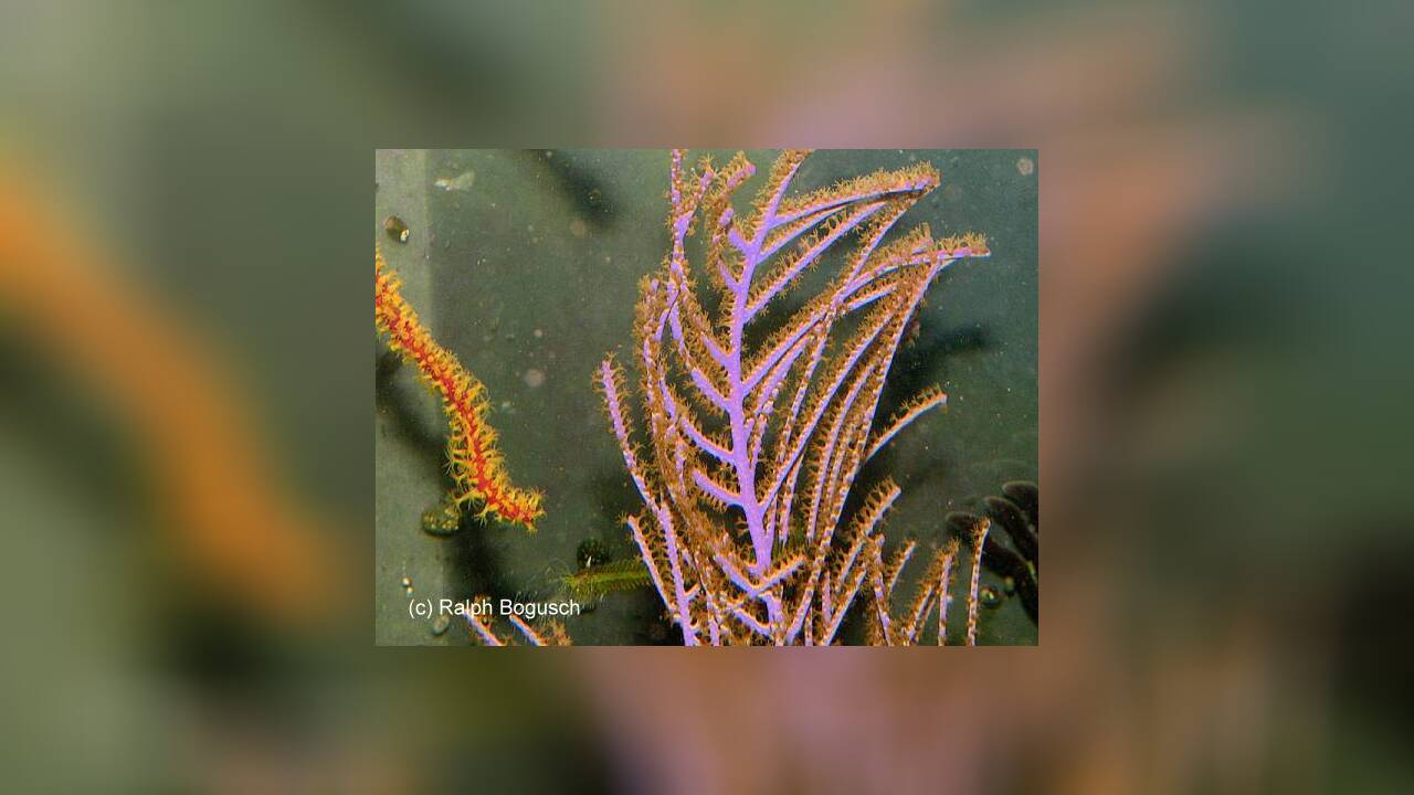 Antillogorgia bipinnata forked sea feather ,bipinnate sea plume