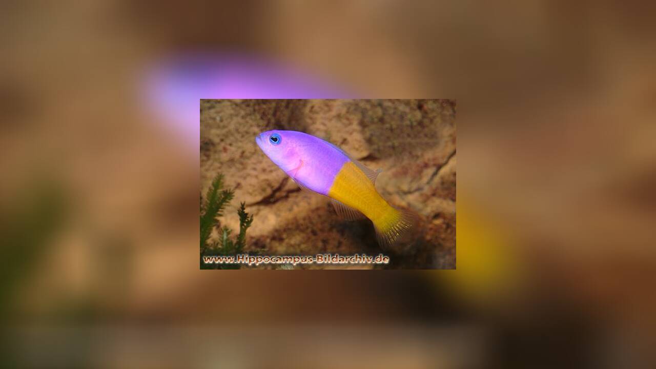 Pictichromis paccagnellae Bicolor Cichlops, Two-colour Dottyback, Two ...