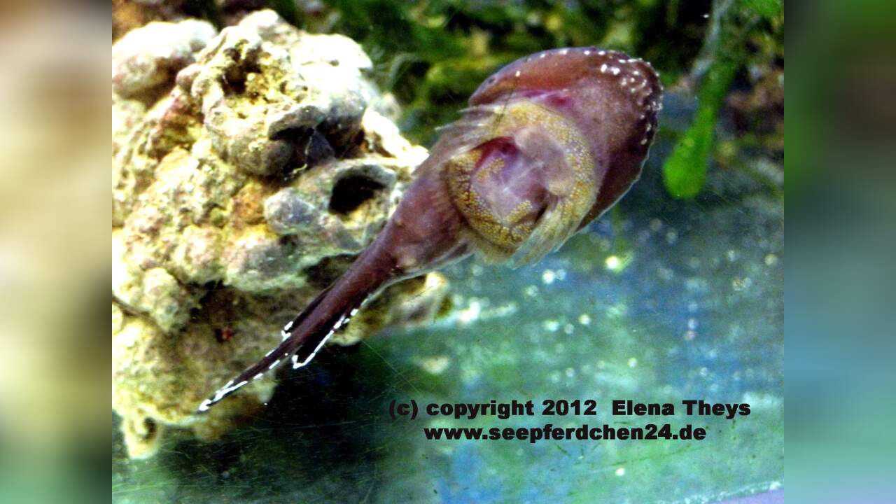 Gobiesox punctulatus Stippled clingfish