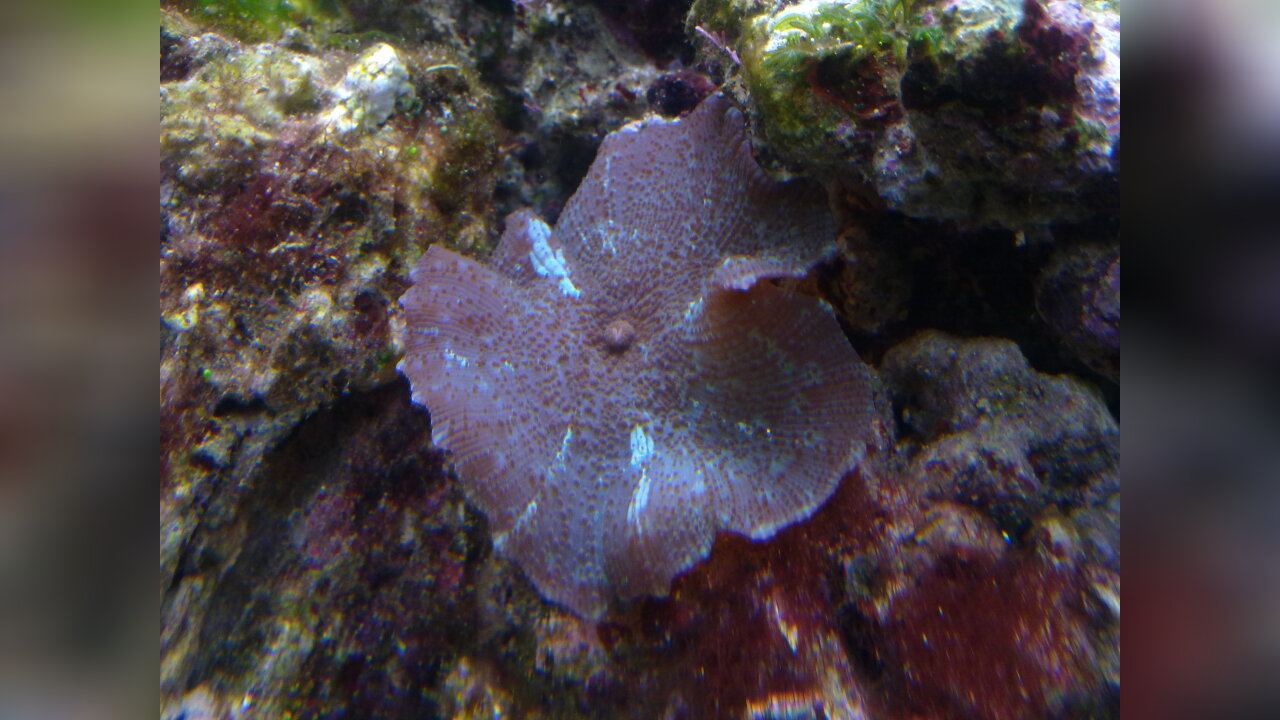 Discosoma sp. 26 Scheibenanemone