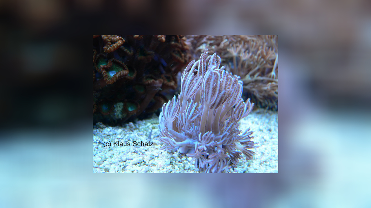 Sansibia sp. 01 Weichkoralle