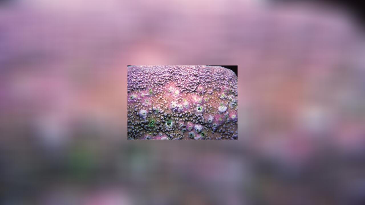 Montipora millepora Kleinpolypige Steinkoralle