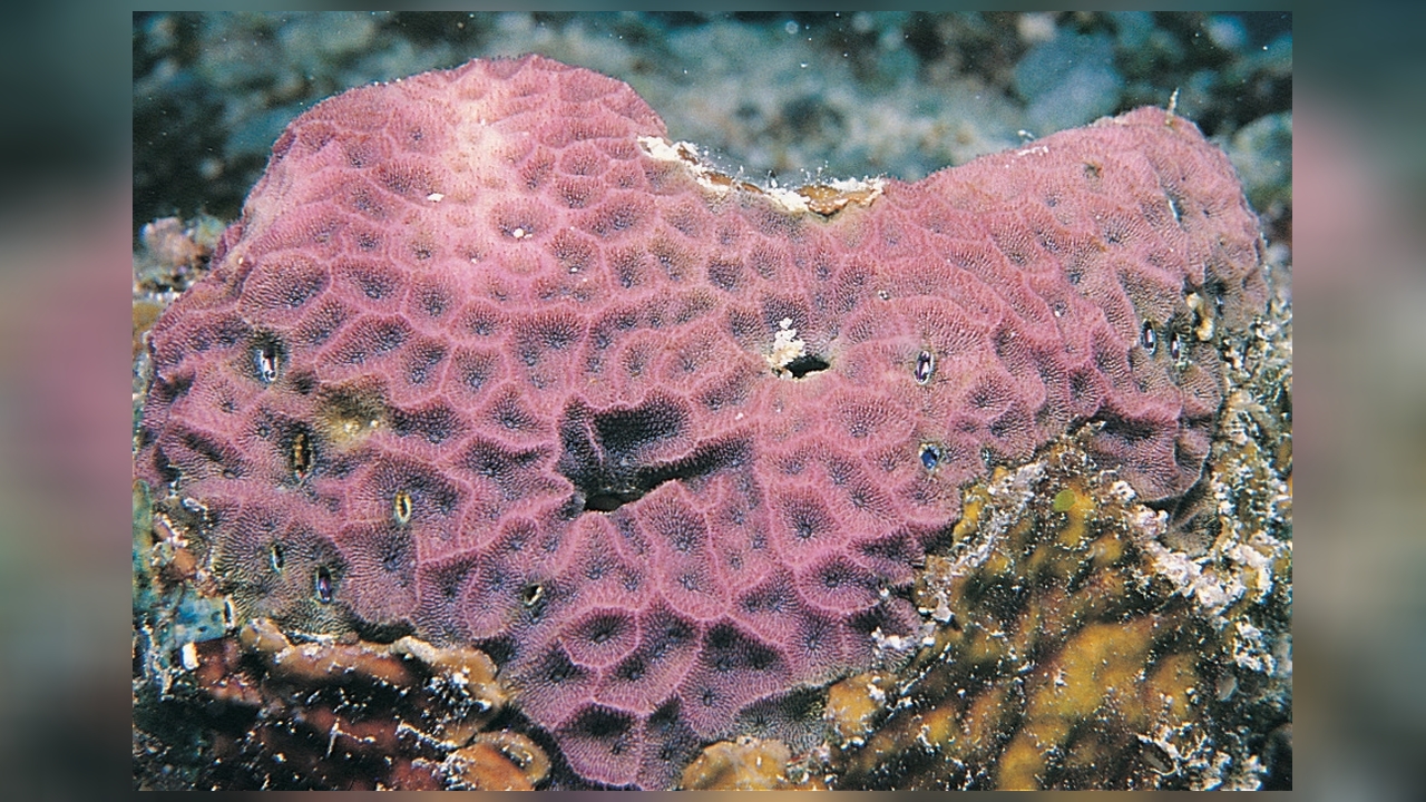 Psammocora haimeana Stony Coral