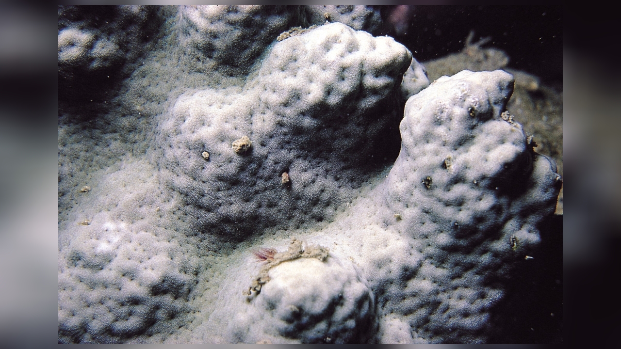 Psammocora superficialis Kleinpolypige Steinkoralle