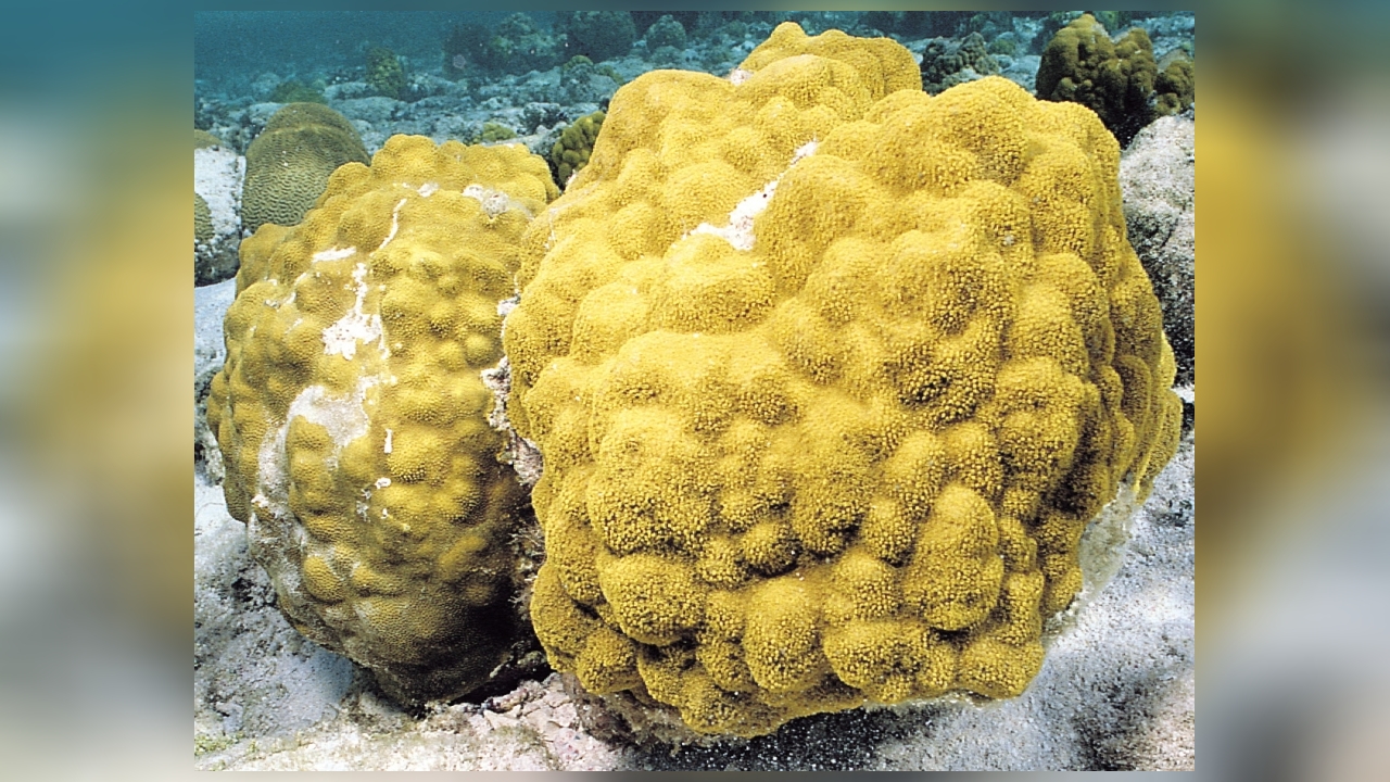 Porites astreoides Stony Coral