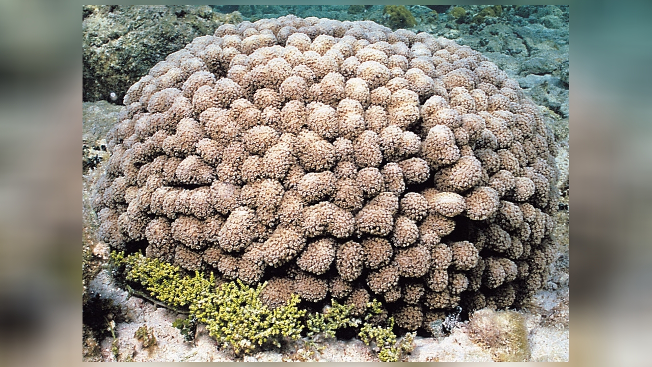 Porites furcata stony coral