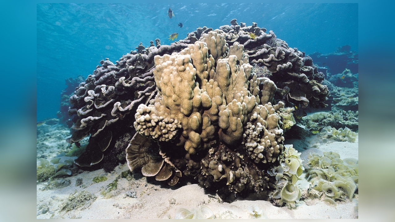 Porites heronensis stony coral