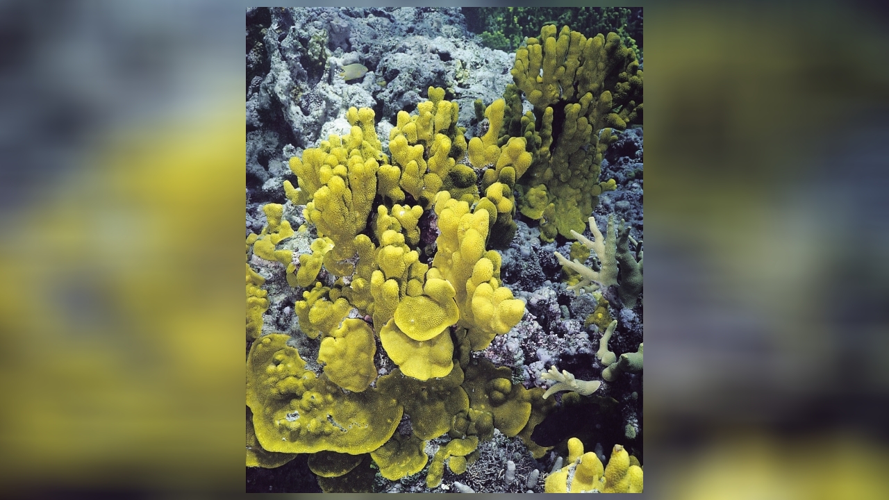 Porites lichen Stony Coral