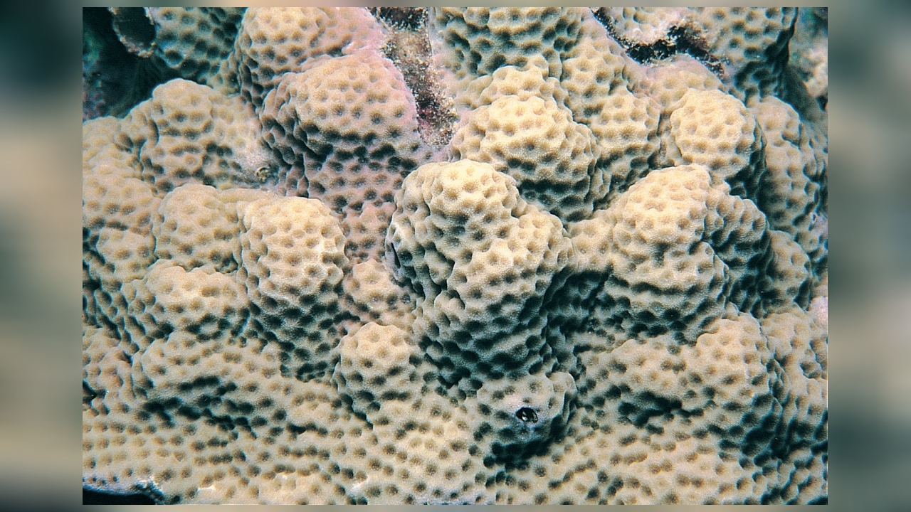 Porites myrmidonensis stony coral