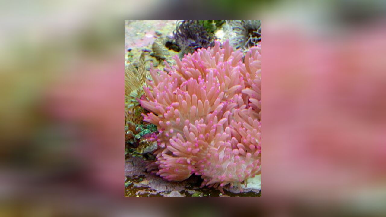 Heteractis malu Sebae Anemone, Leathery sea anemone