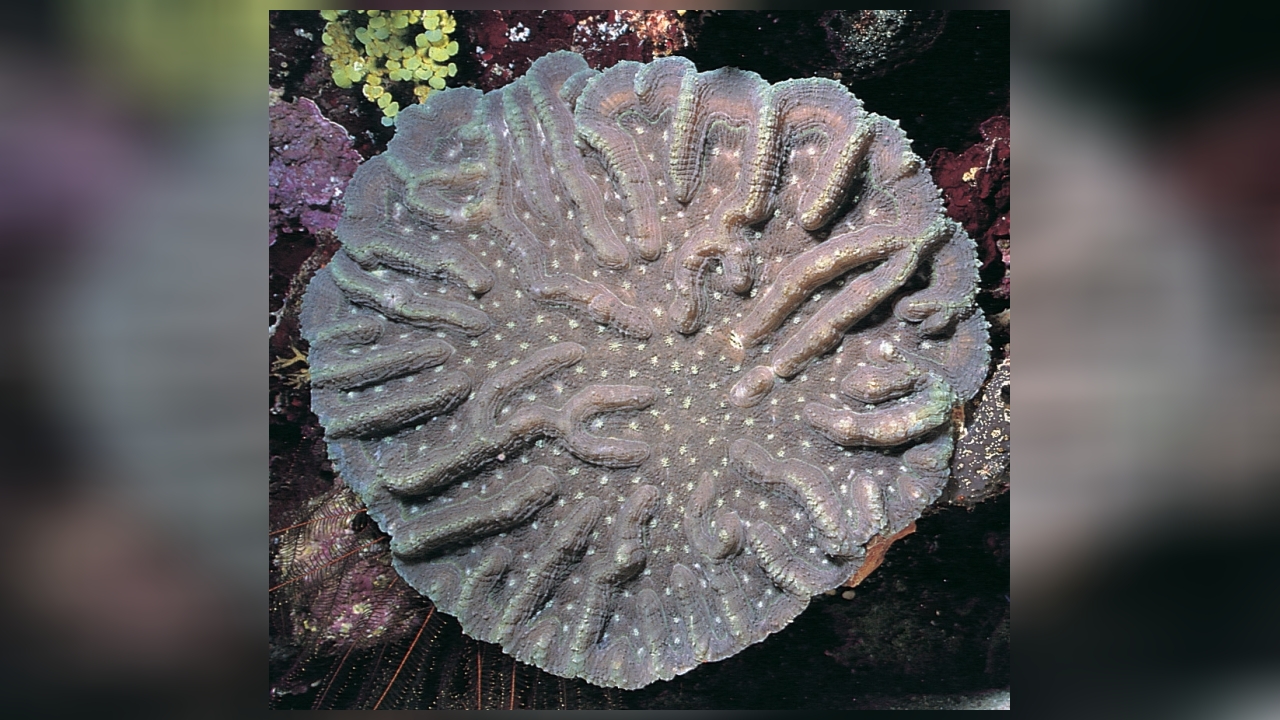 Symphyllia valenciennesii Snake Brain Coral