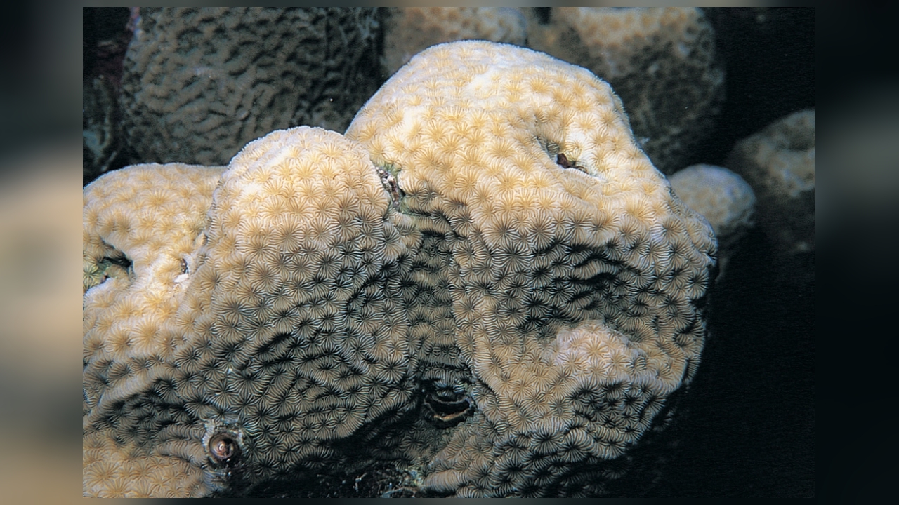 Pavona bipartita Pavona bipartita