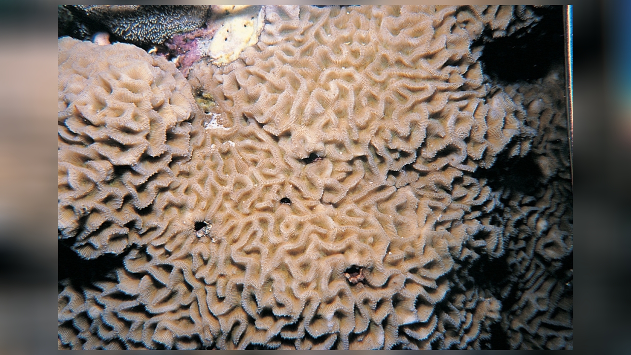 Pavona varians Steinkoralle